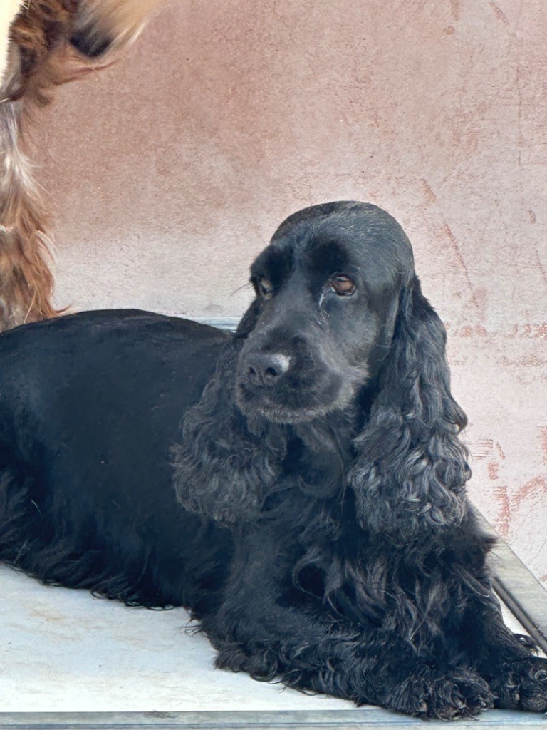 Accueil - Elevage De sandie landes - eleveur de chiens Cocker Spaniel ...